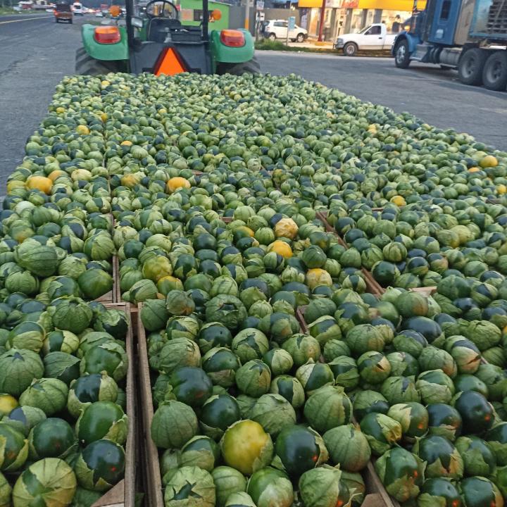 Chile Criollo de Morelos vende MX Tomate Verde en MXN $25.49 En Ciudad ...